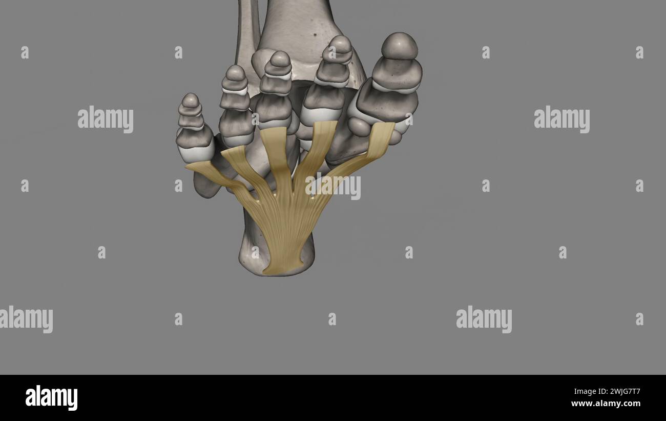 Muscle neck fascia anatomy hi-res stock photography and images - Alamy