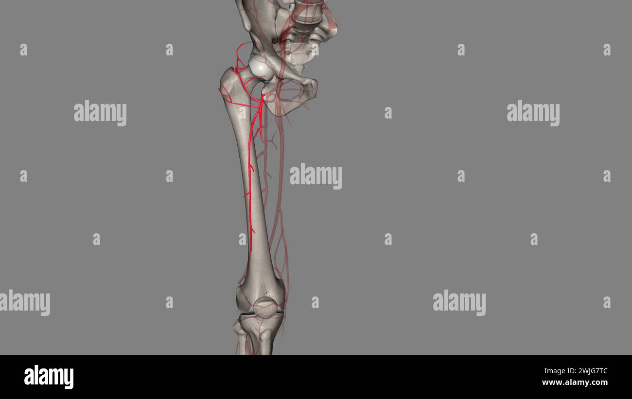 Lateral femoral circumflex hi-res stock photography and images - Alamy