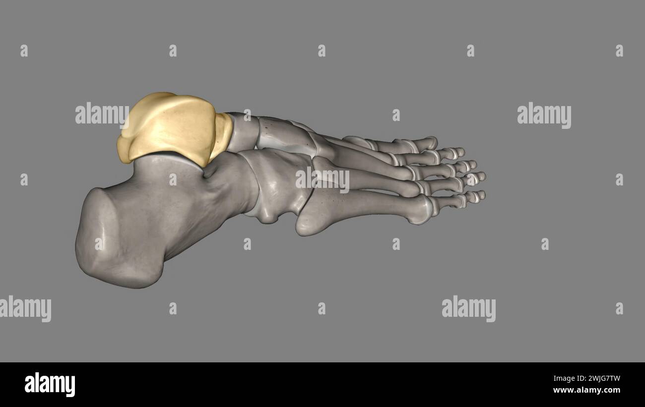 Talus fracture hi-res stock photography and images - Alamy