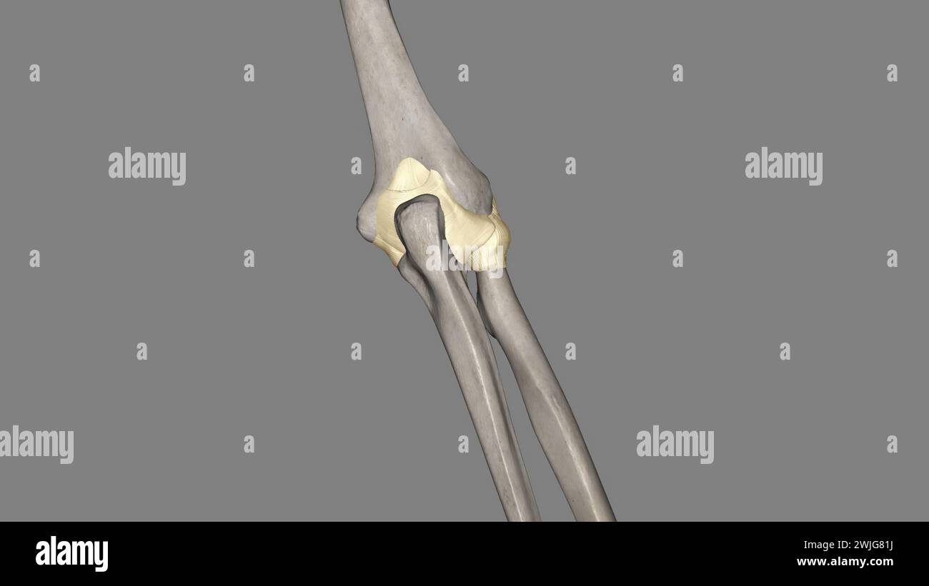 Elbow joint capsule hi-res stock photography and images - Alamy