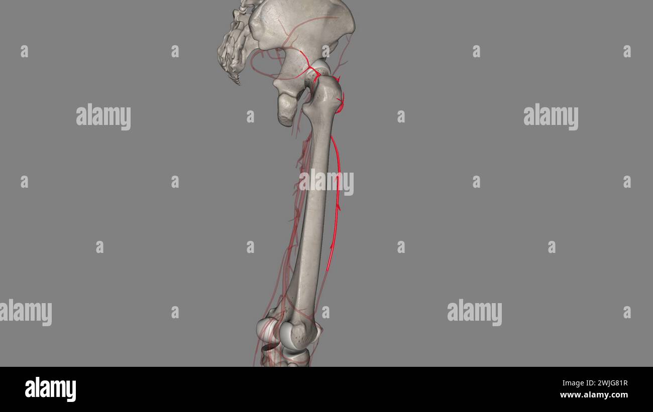 Lateral femoral circumflex hi-res stock photography and images - Alamy