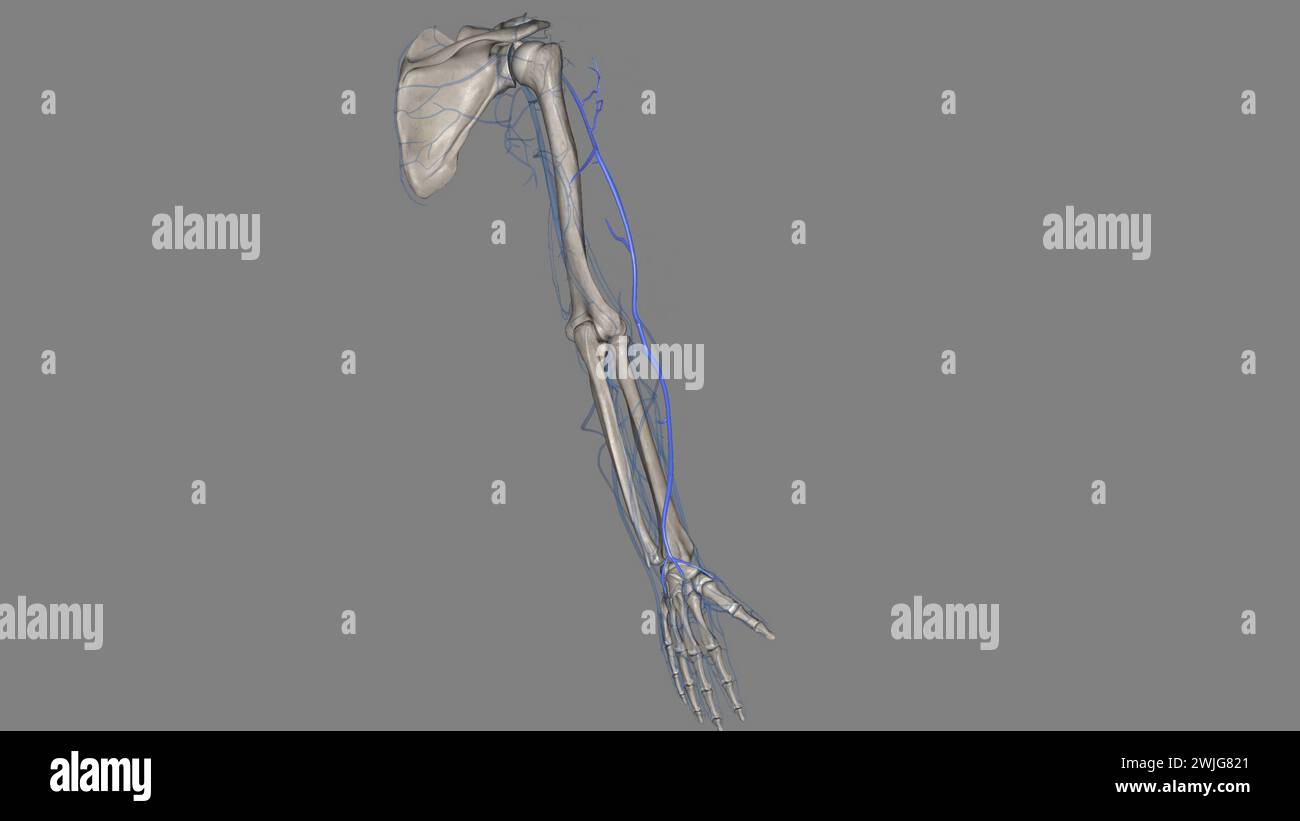Superficial veins of upper limb hi-res stock photography and images - Alamy