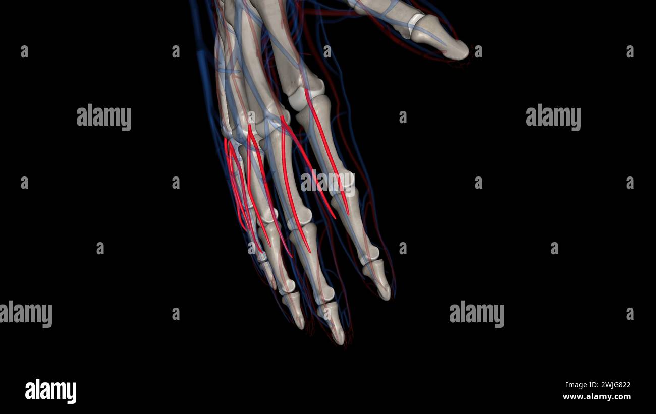 Common palmar digital arteries hi-res stock photography and images - Alamy