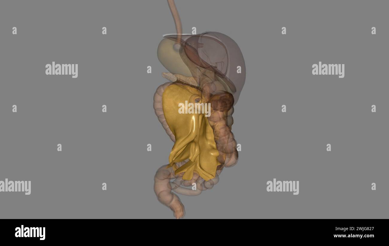 Mesocolon hi-res stock photography and images - Alamy
