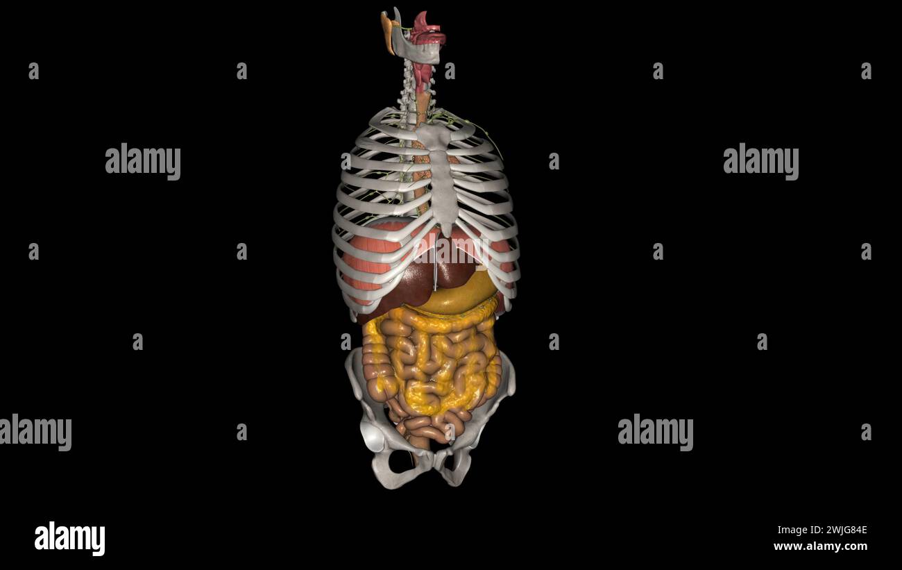 The esophagus is the hollow, muscular tube that passes food and liquid ...