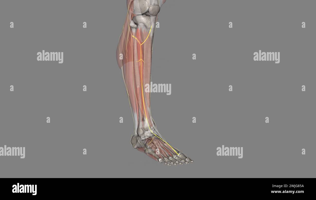 Deep peroneal nerve hi-res stock photography and images - Alamy