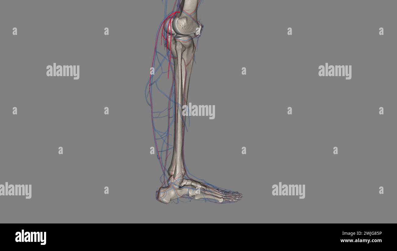 Anatomía De La Arteria Sural