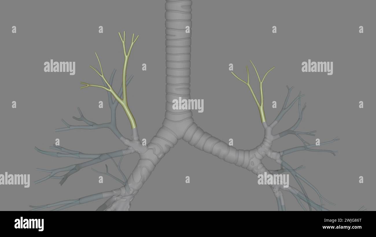 Bronchial circulation hi-res stock photography and images - Alamy