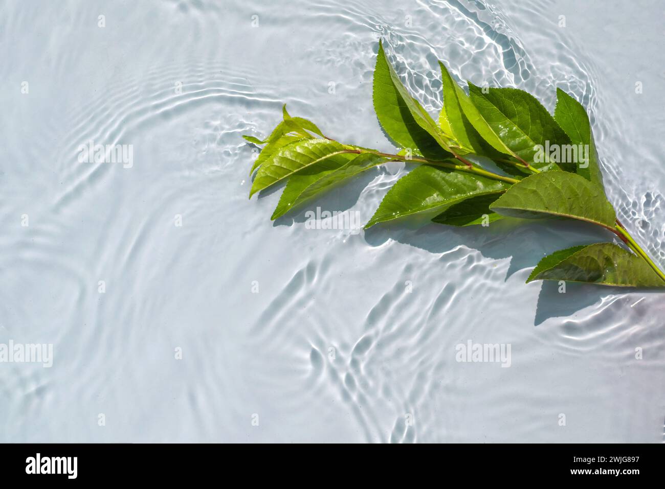 Leaf floats hi-res stock photography and images - Alamy