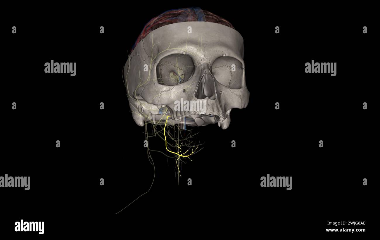 Motor neurons brain stem hi-res stock photography and images - Alamy