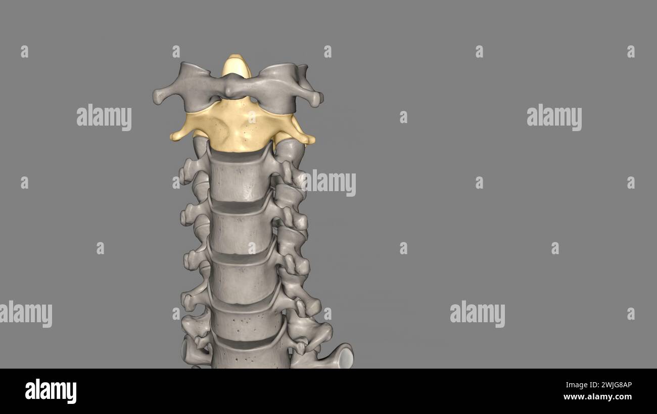 C2 ribs hi-res stock photography and images - Alamy