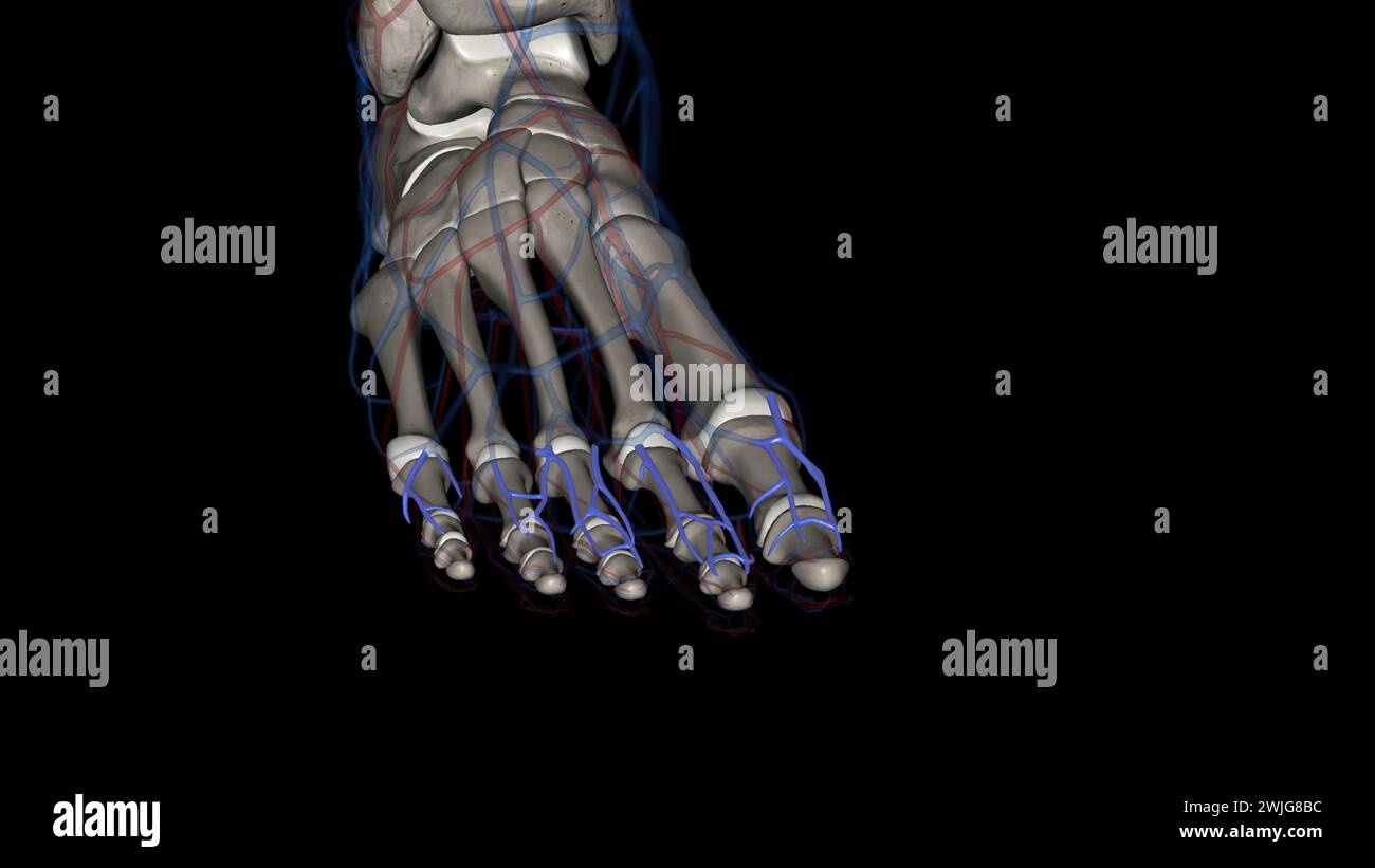 Dorsal digital veins foot - Course On the dorsum of the foot they ...
