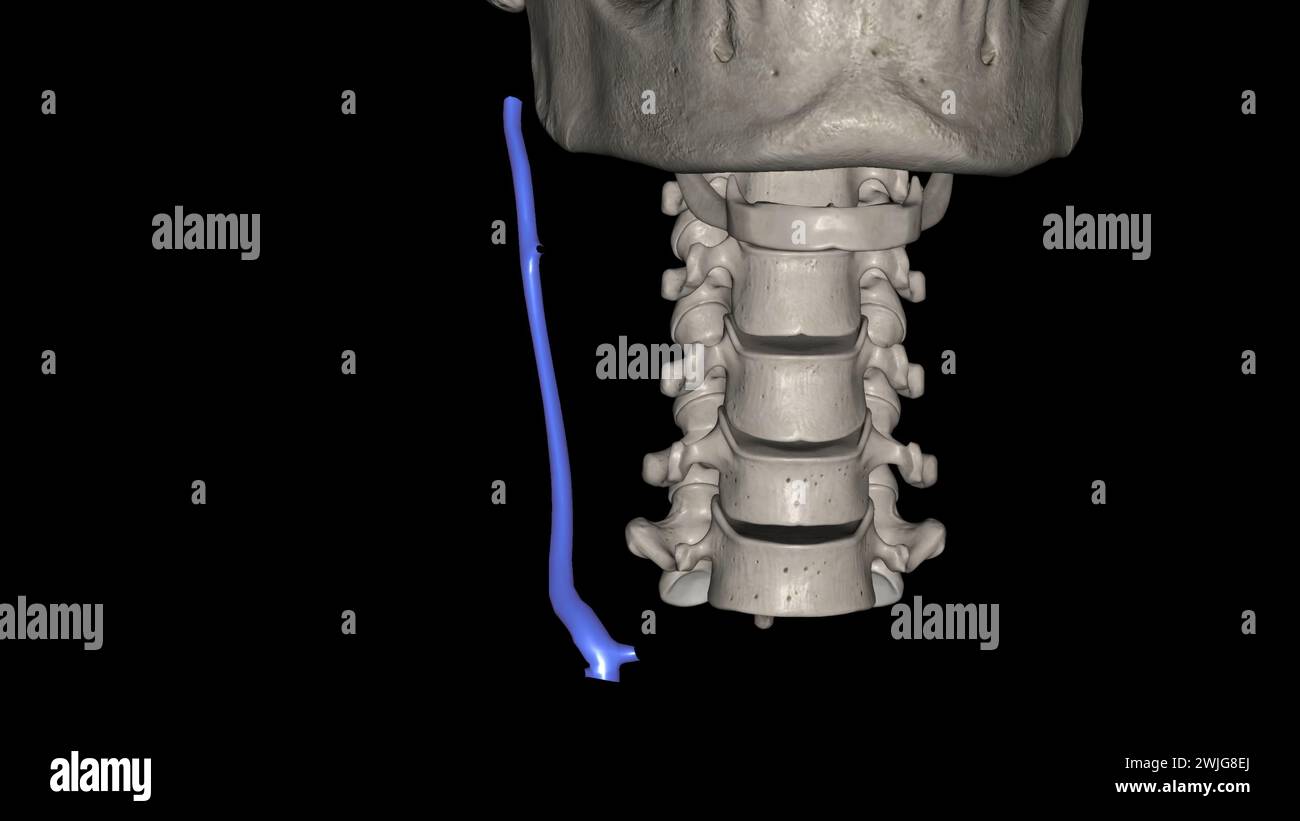 The external jugular is a large vein used in prehospital medicine for ...