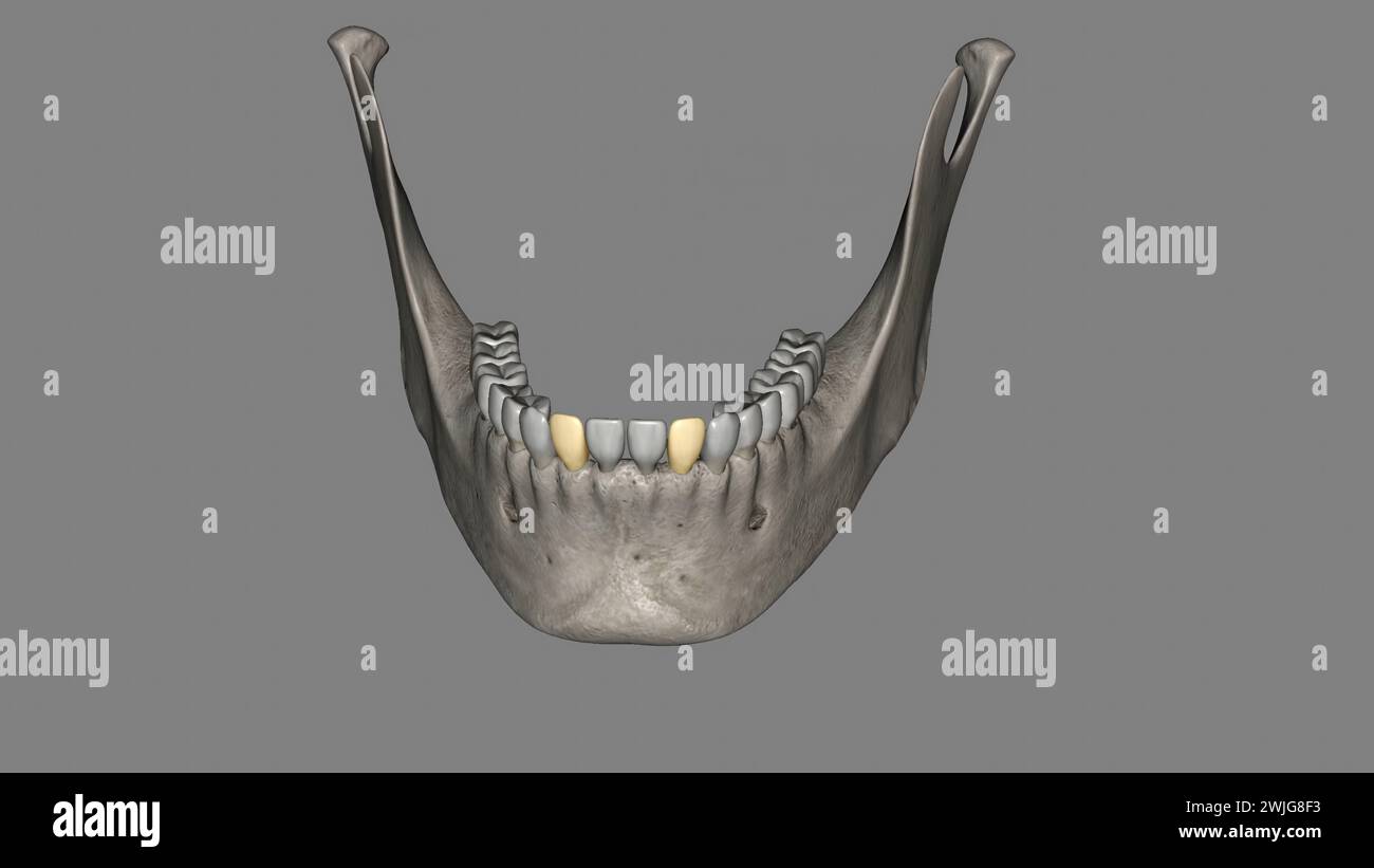 Lateral root system hi-res stock photography and images - Alamy