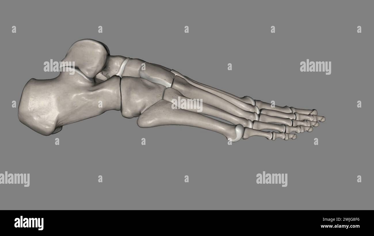 Bottom of foot anatomy hi-res stock photography and images - Alamy