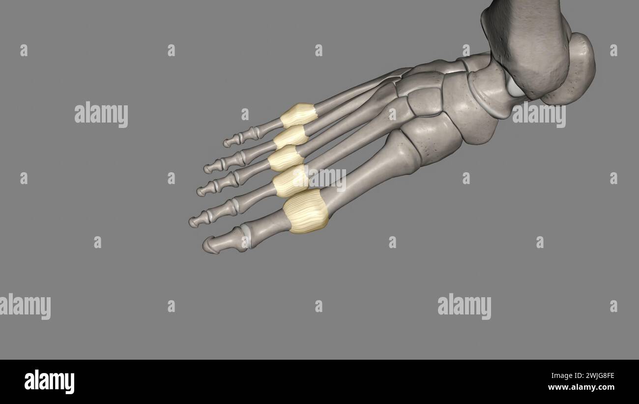 Metatarsophalangeal joint hi-res stock photography and images - Alamy