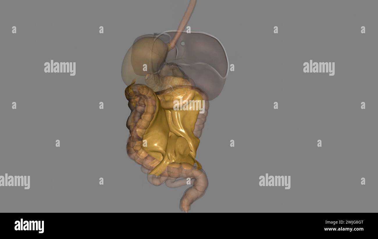 Mesocolon hi-res stock photography and images - Alamy