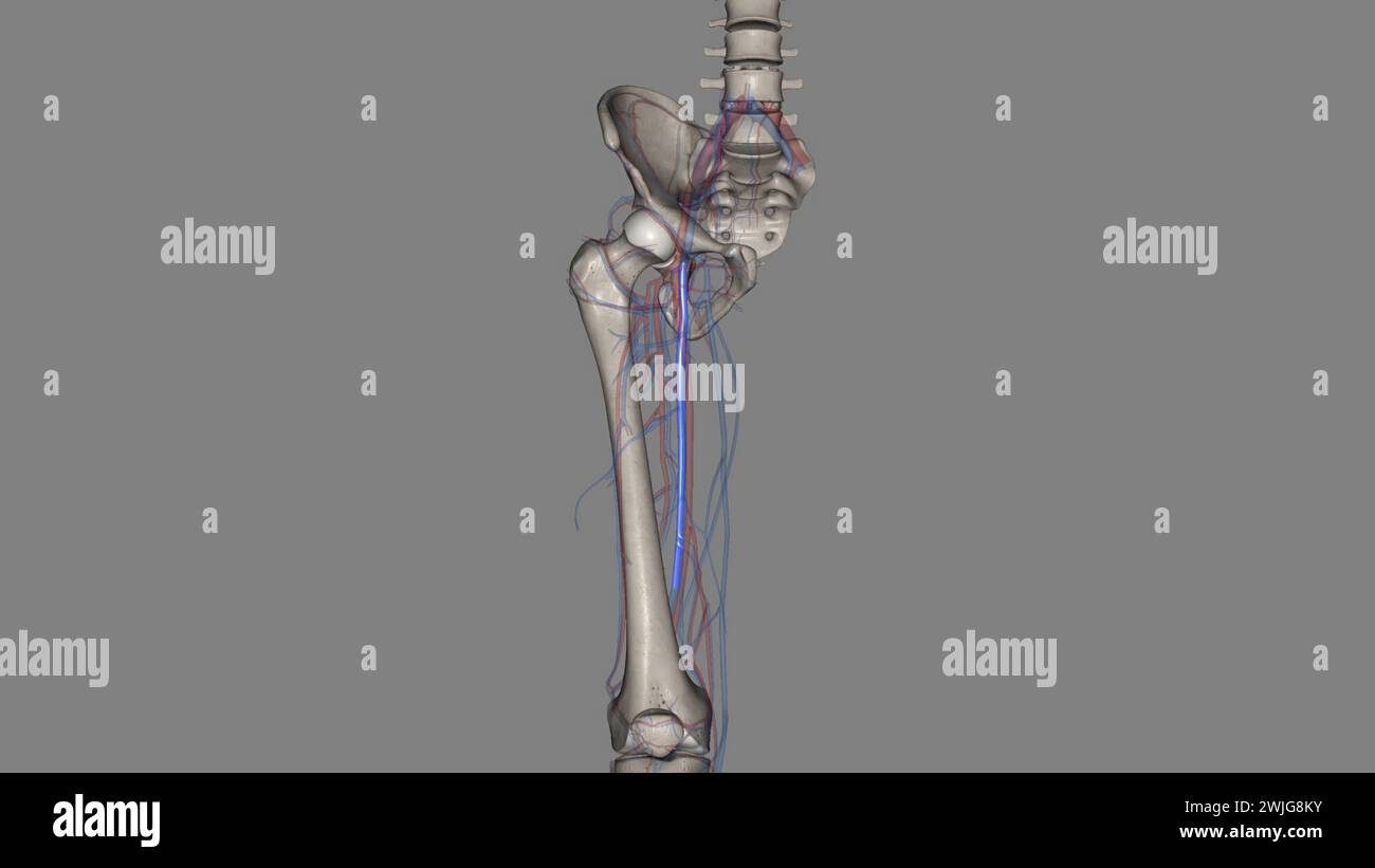 Femoral vein hi-res stock photography and images - Alamy