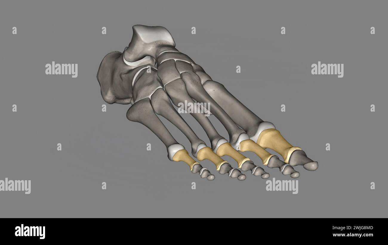 the proximal, or first bone, in the fingers when counting from the hand ...