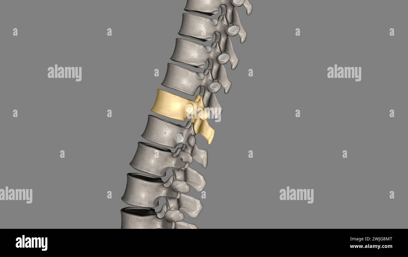 12 intervertebral disc bone hi-res stock photography and images - Alamy