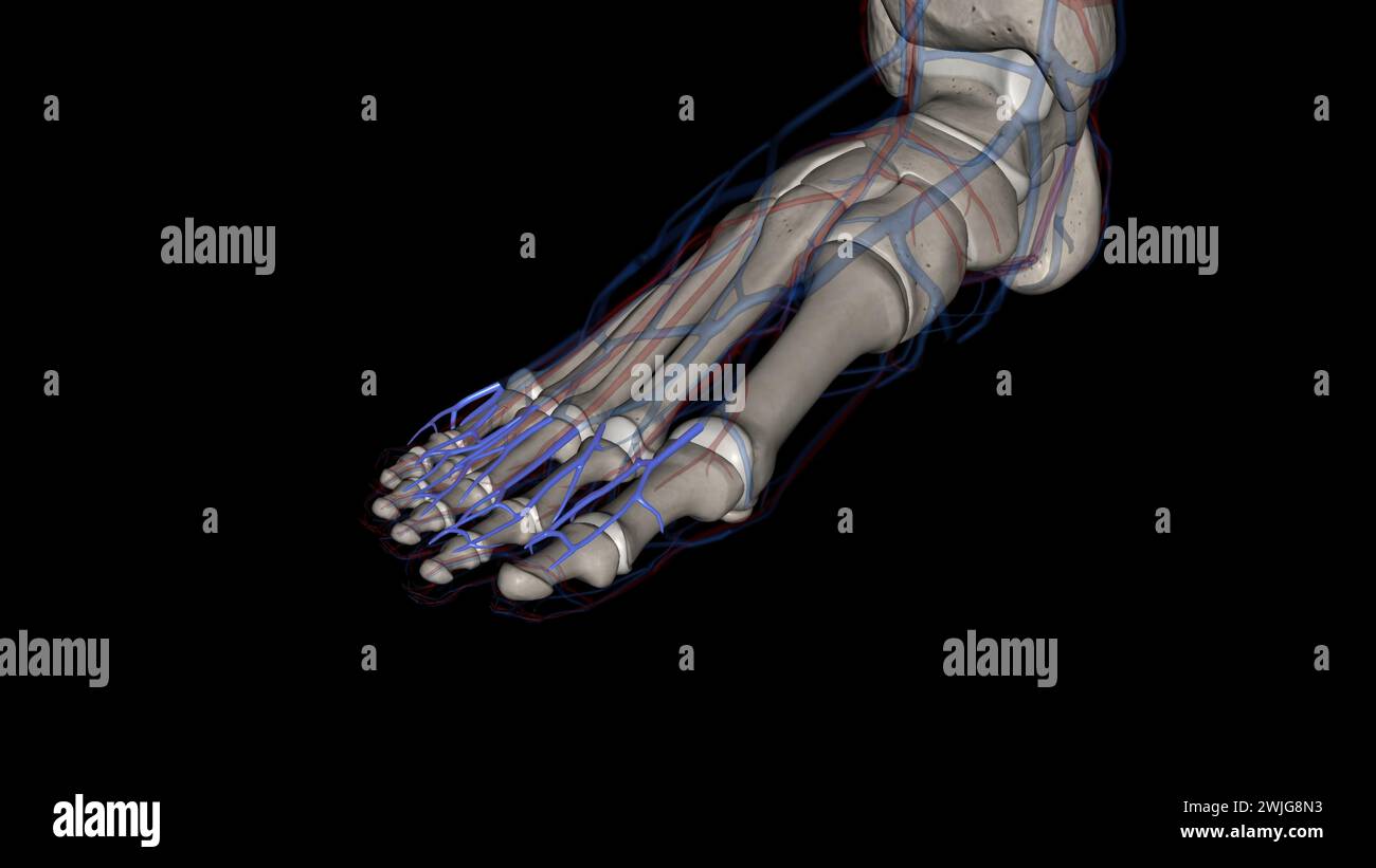 Dorsal digital veins foot - Course On the dorsum of the foot they ...