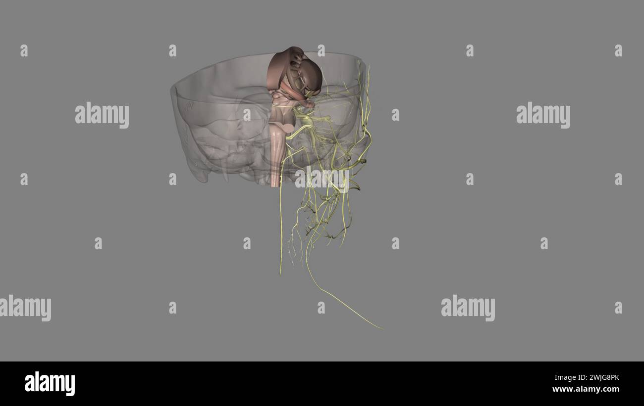 12 cranial nerves hi-res stock photography and images - Alamy