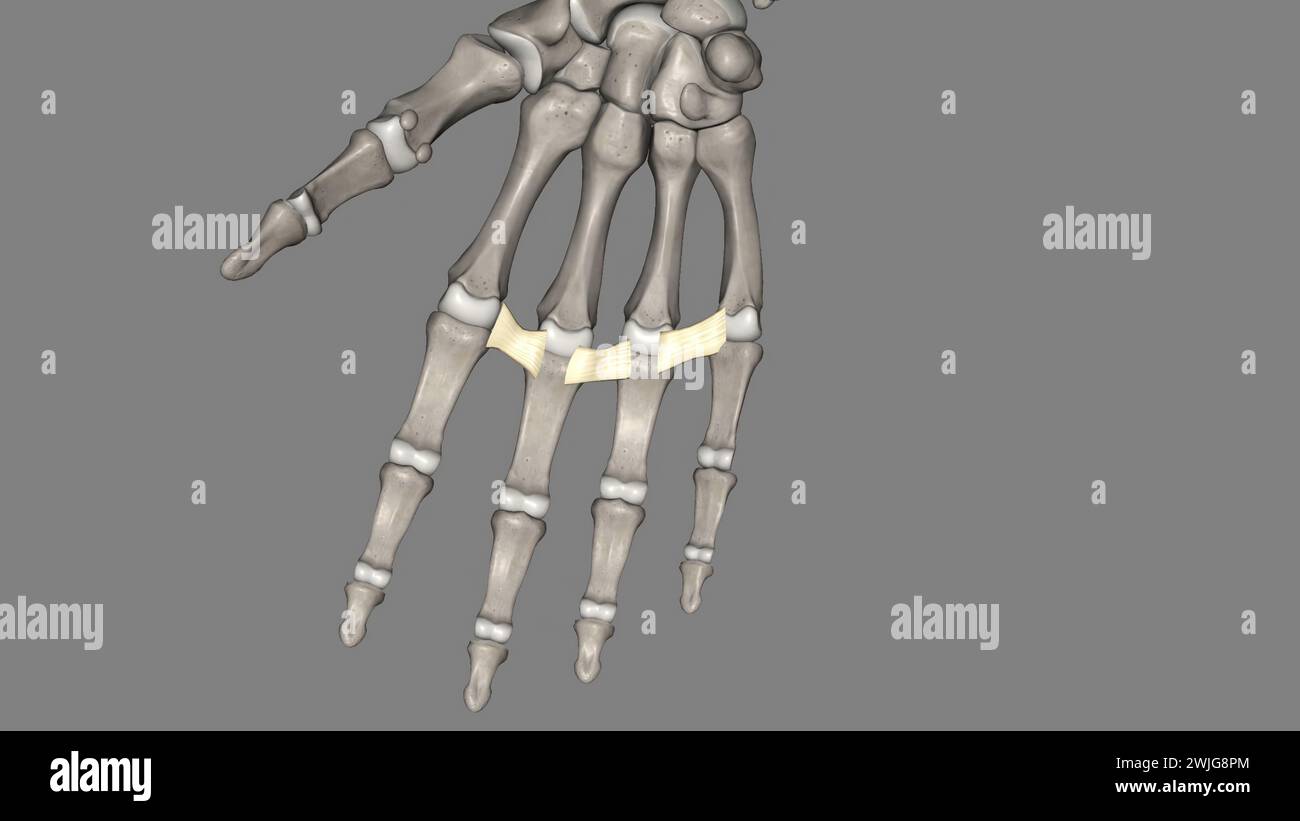 Transverse ligament of knee hi-res stock photography and images - Alamy