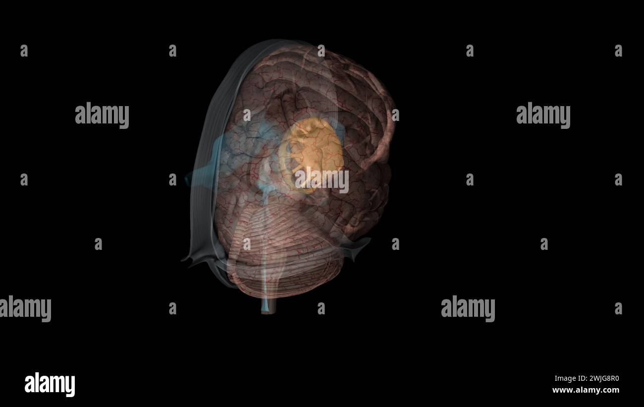 Ventral striatum hi-res stock photography and images - Alamy
