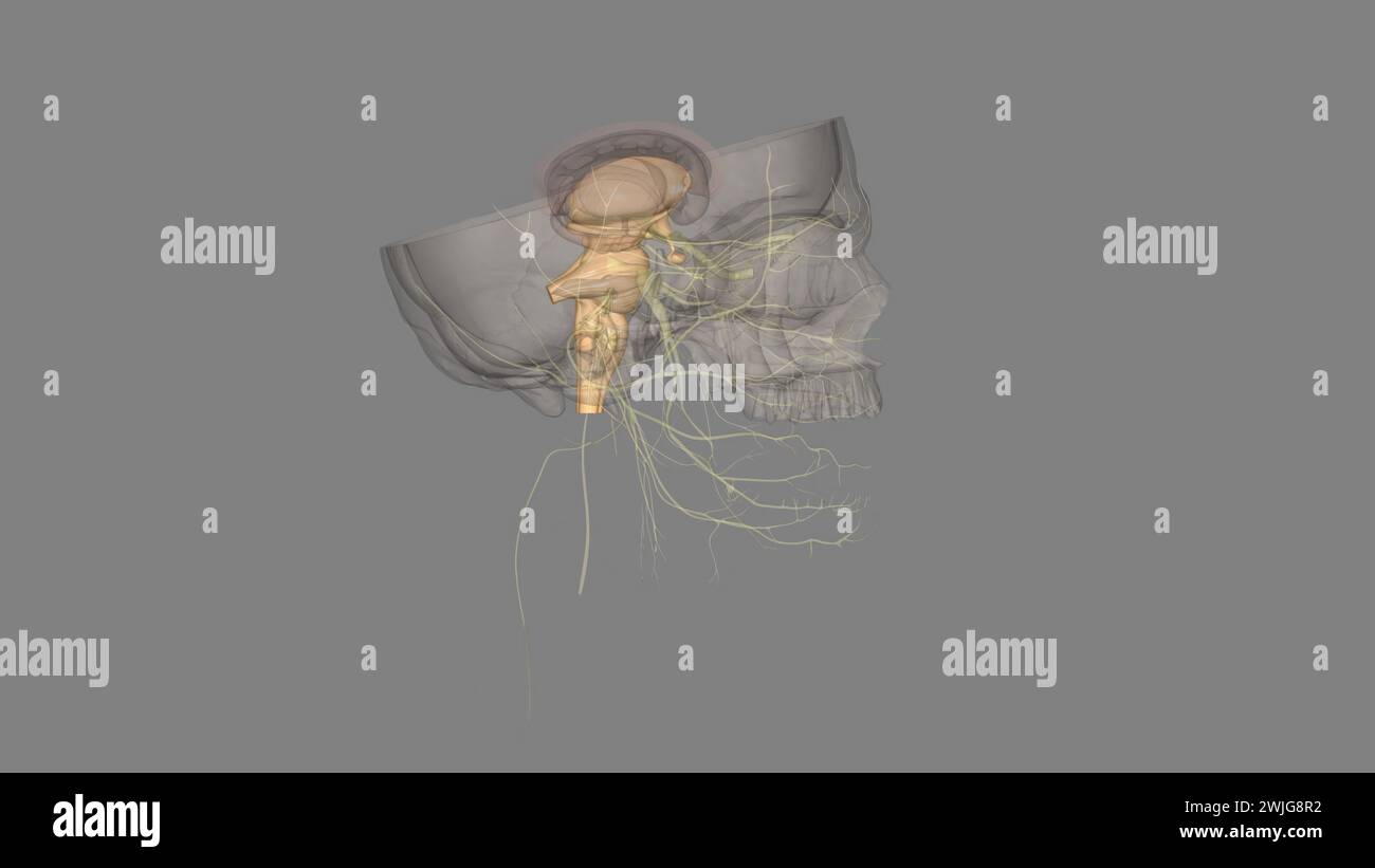 The brainstem is the structure that connects the cerebrum of the brain ...