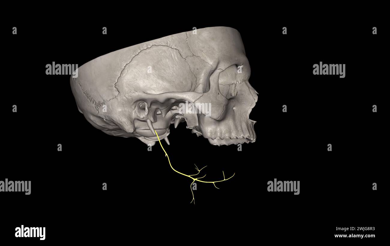 Hypoglossal nerve hi-res stock photography and images - Alamy