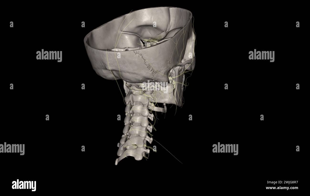 Head and neck pathology hi-res stock photography and images - Alamy