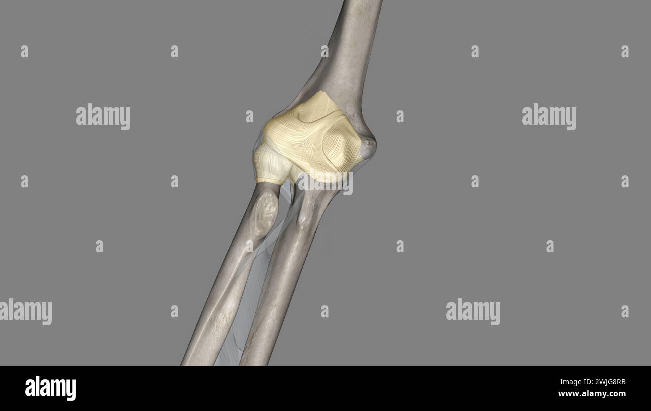 Elbow capsule hi-res stock photography and images - Alamy