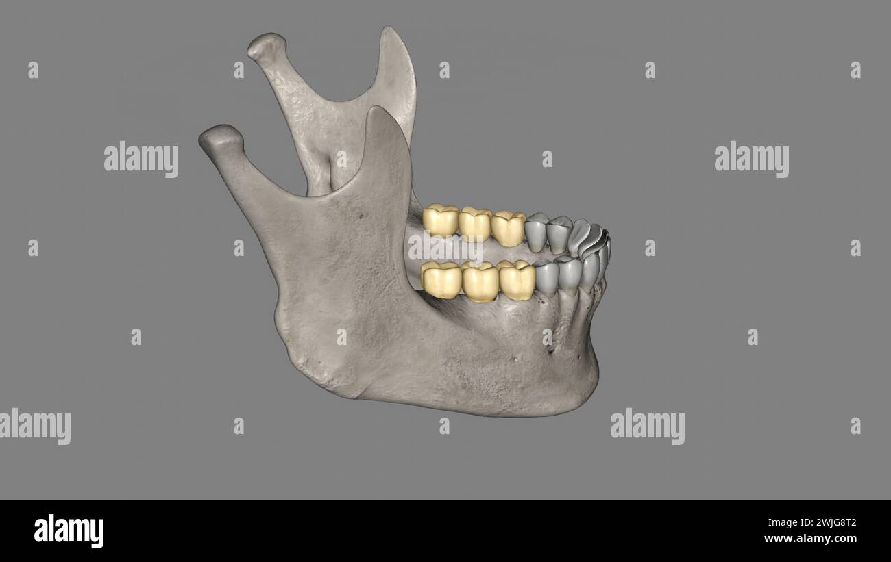 The mandibular molars perform the major portion of the work 3d ...