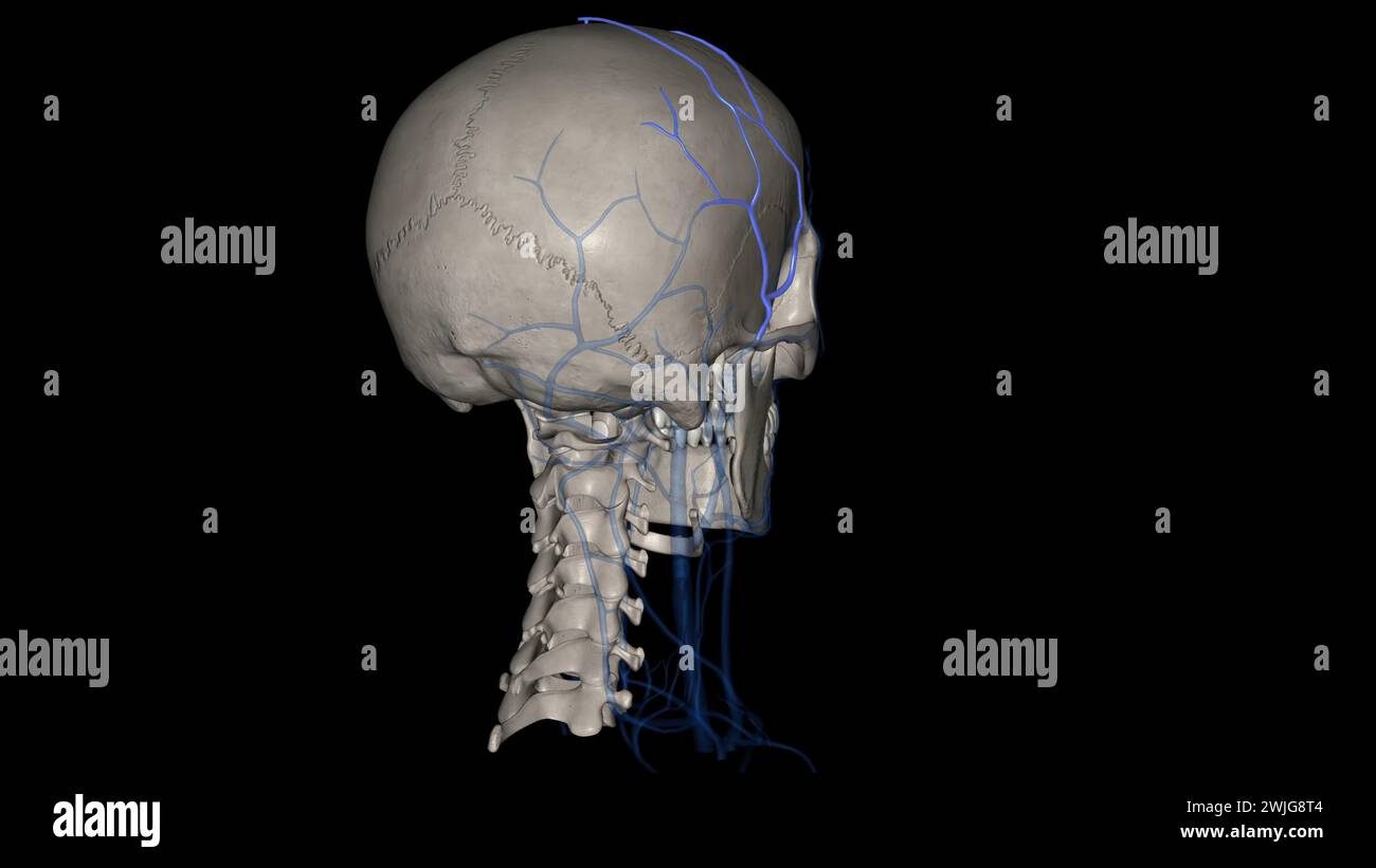 Blood flow to the ear hi-res stock photography and images - Alamy