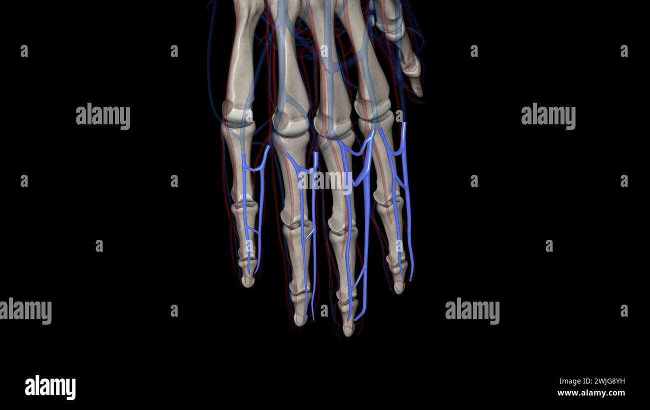 The common digital arteries are small vessels that come from the palmar ...