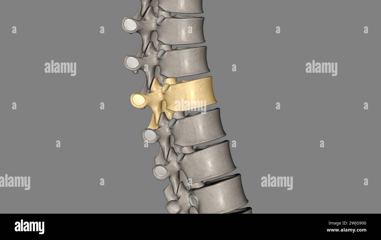 12 thoracic vertebrae and the sternum hi-res stock photography and ...