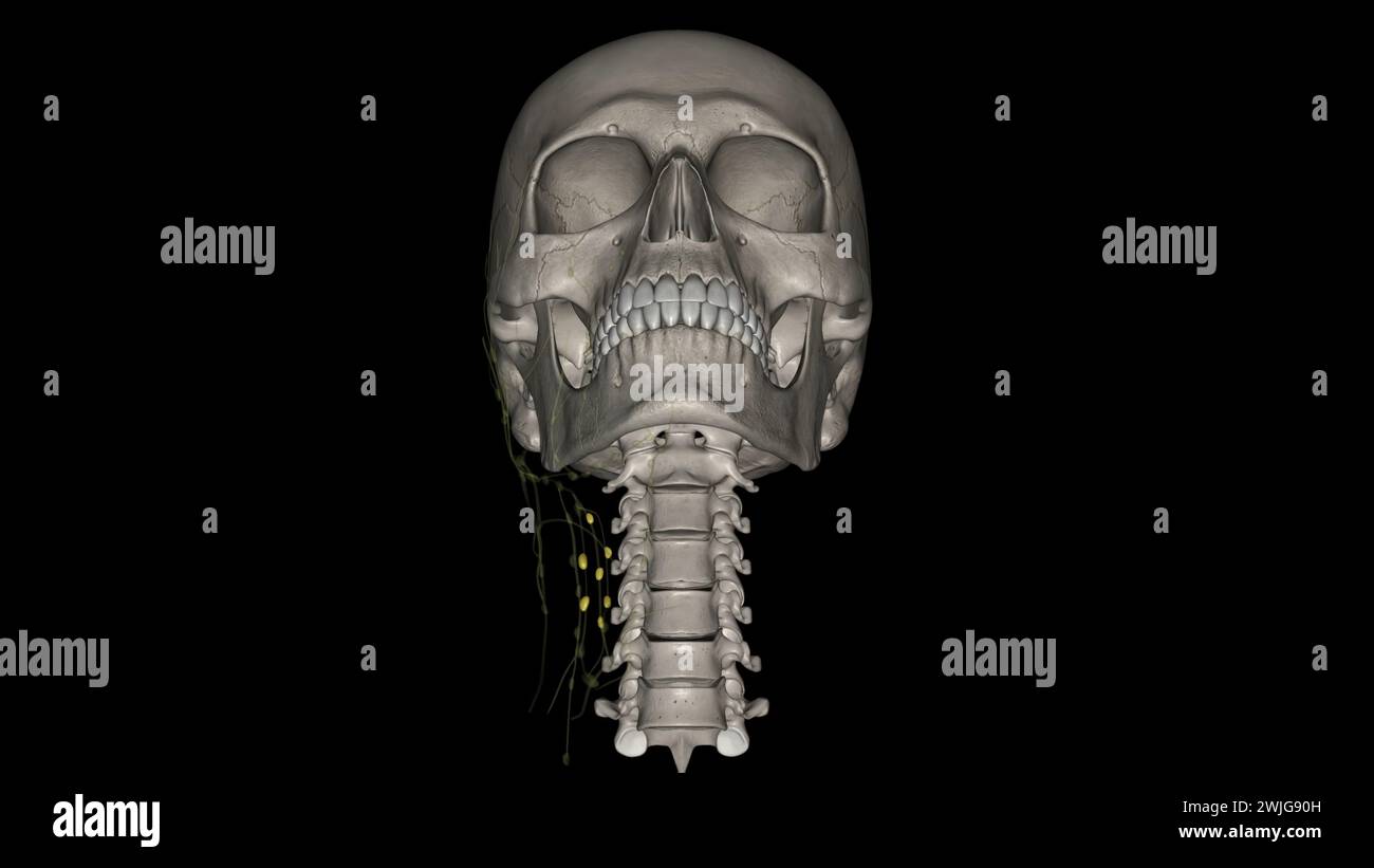 Superior deep cervical Iymph nodes 3d illustration Stock Photo - Alamy
