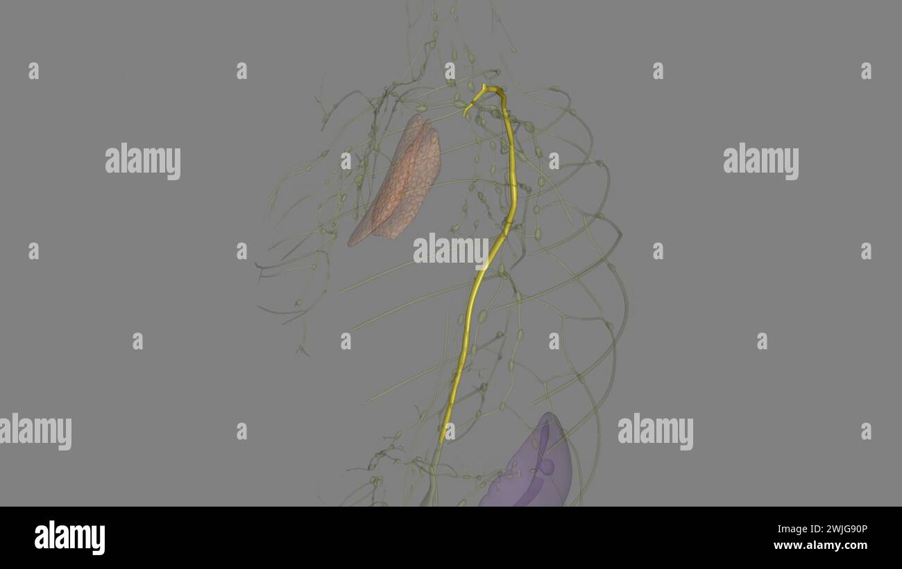 The function of the thoracic duct is to transport lymph back into the ...