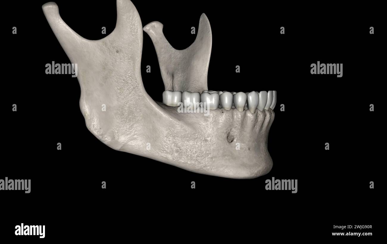 Human dentition permanent hi-res stock photography and images - Alamy