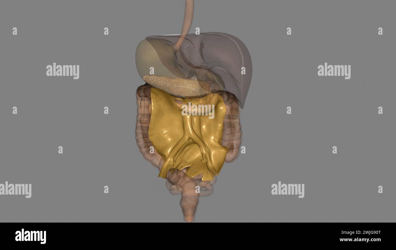 Mesocolon hi-res stock photography and images - Alamy