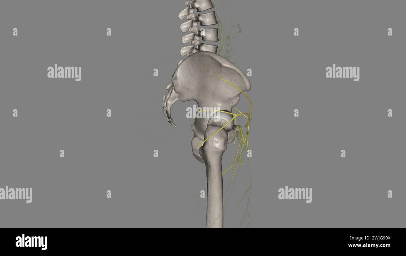 Lymphatic cells hi-res stock photography and images - Alamy