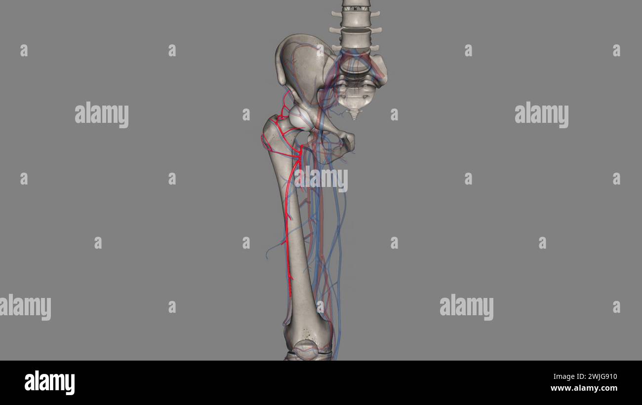 Lateral femoral circumflex hi-res stock photography and images - Alamy