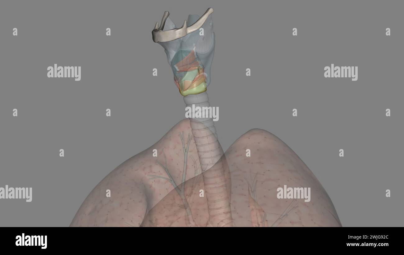 Cricoid cartilage hi-res stock photography and images - Alamy