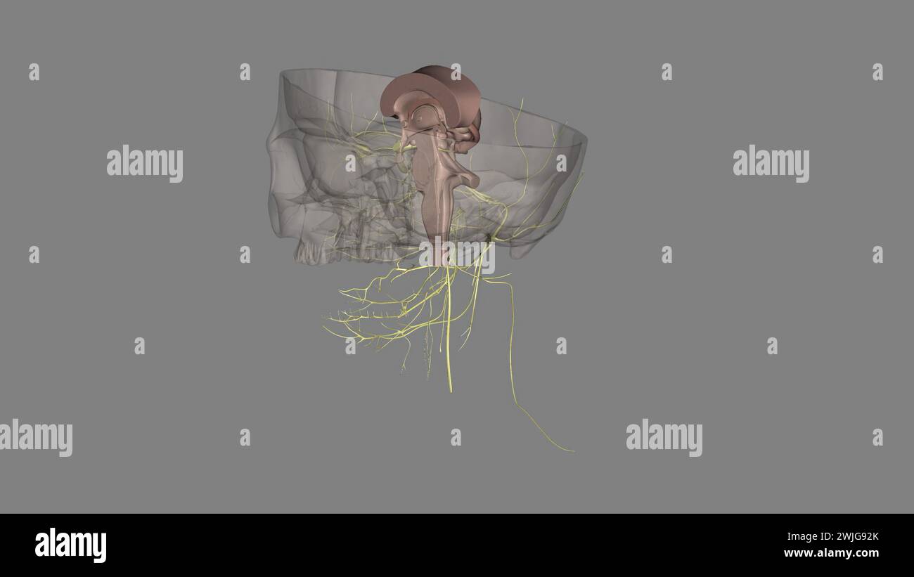 12 cranial nerves hi-res stock photography and images - Alamy