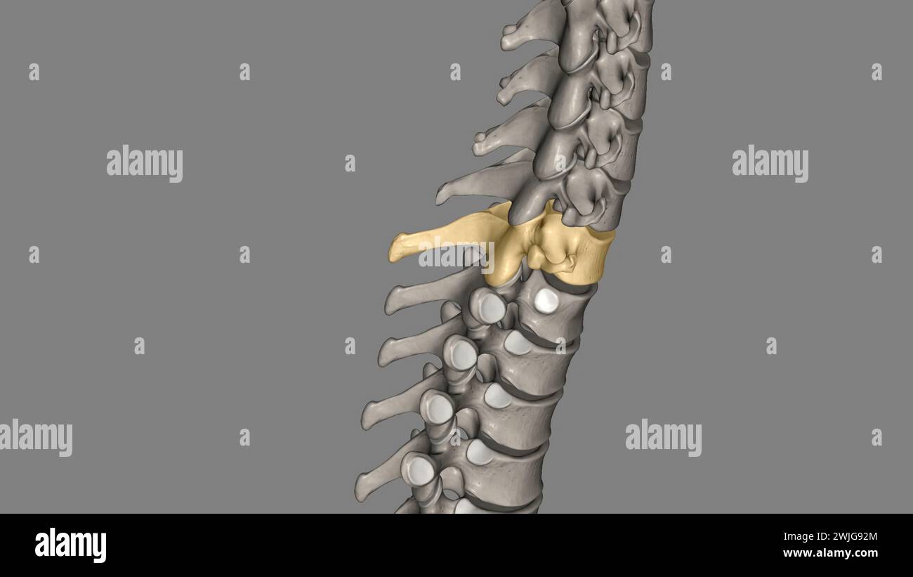 Cervical vertebrae c7 hi-res stock photography and images - Alamy