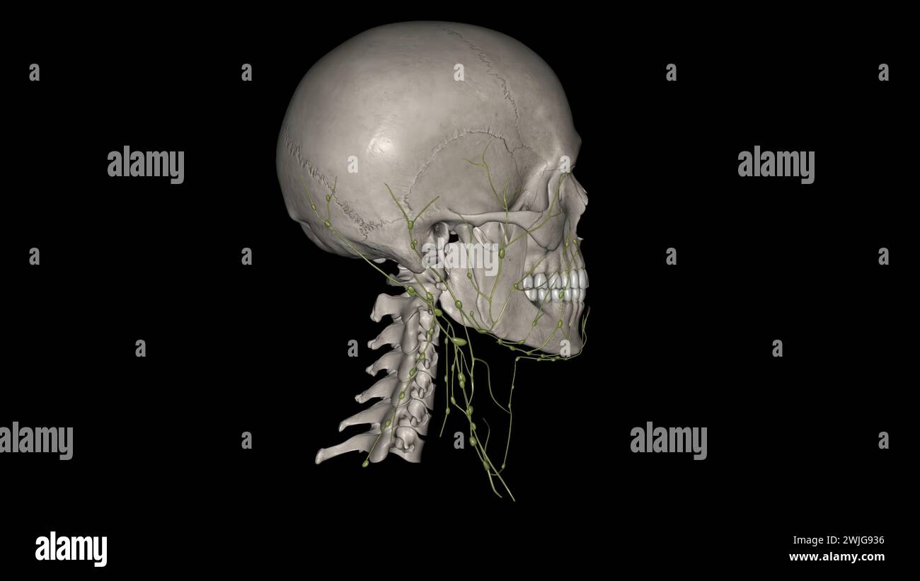 Lymphatics of head and neck hi-res stock photography and images - Alamy