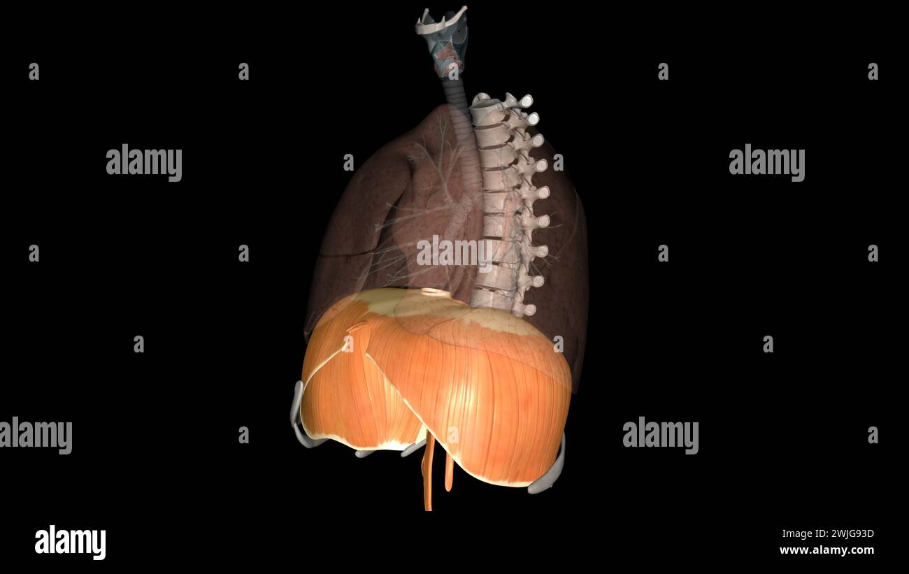 The diaphragm is a muscle that helps you inhale and exhale 3d ...