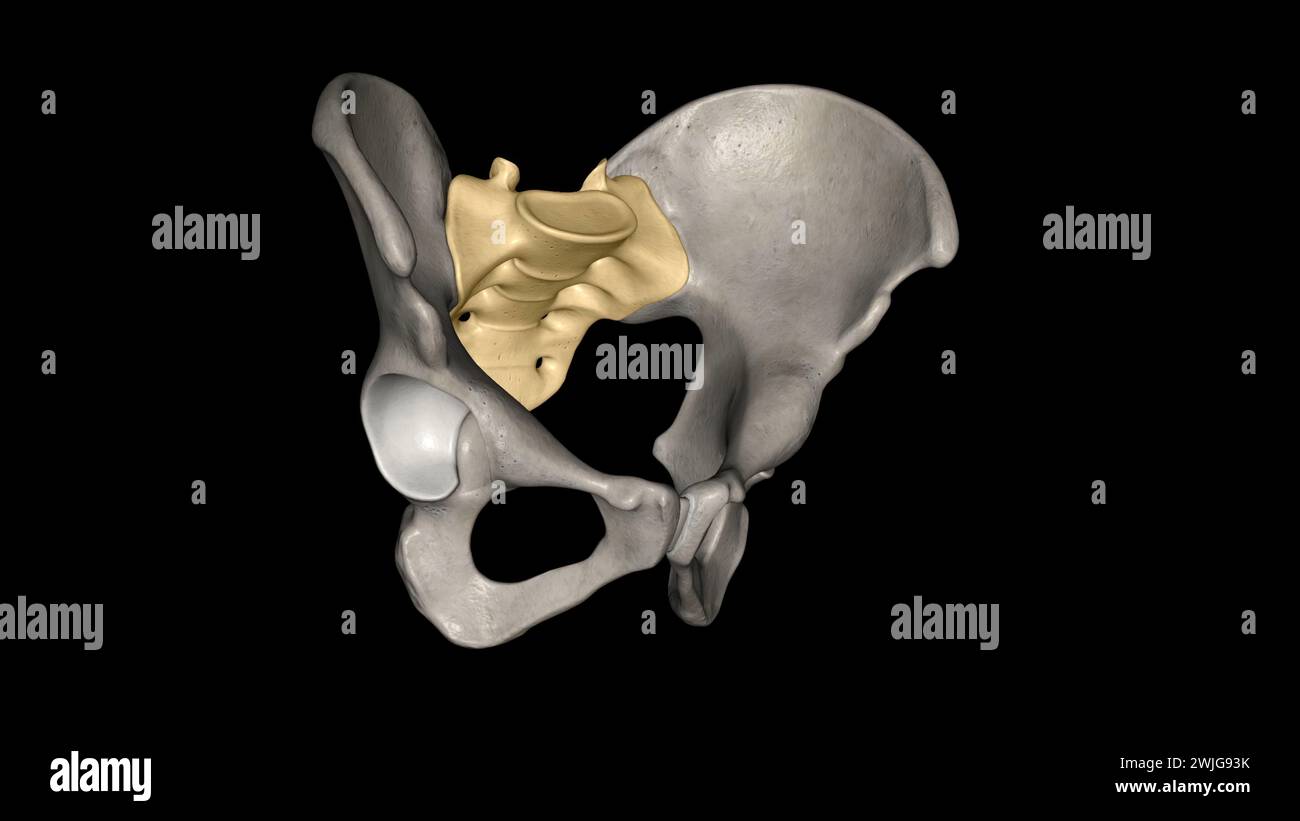 The sacrum is the triangular bone just below the lumbar vertebrae 3d ...
