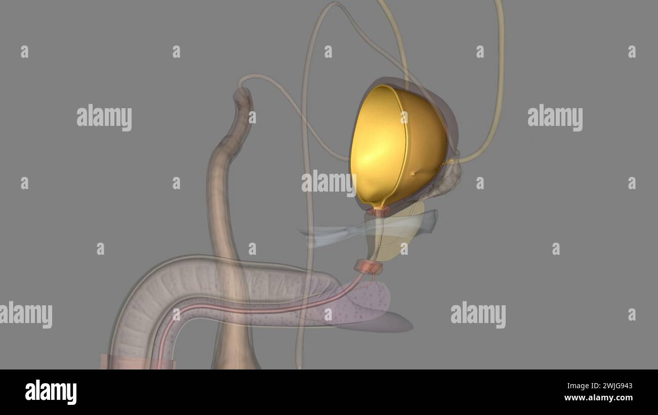 The inner lining of the urinary bladder is a mucous membrane of ...