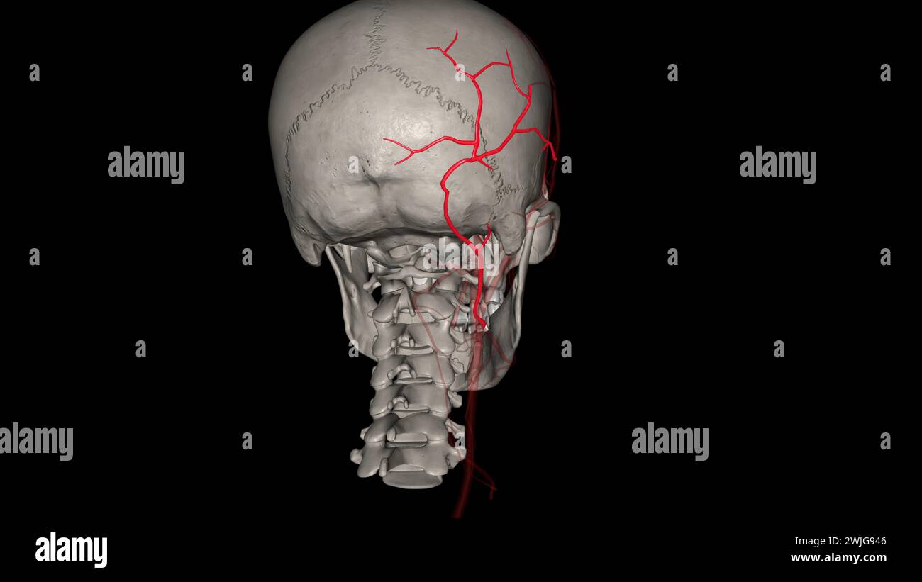 Scalp muscles hi-res stock photography and images - Alamy